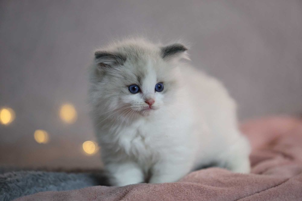 Śliczna koteczka ragdoll - FPL Warszawa Praga-Północ • OLX.pl