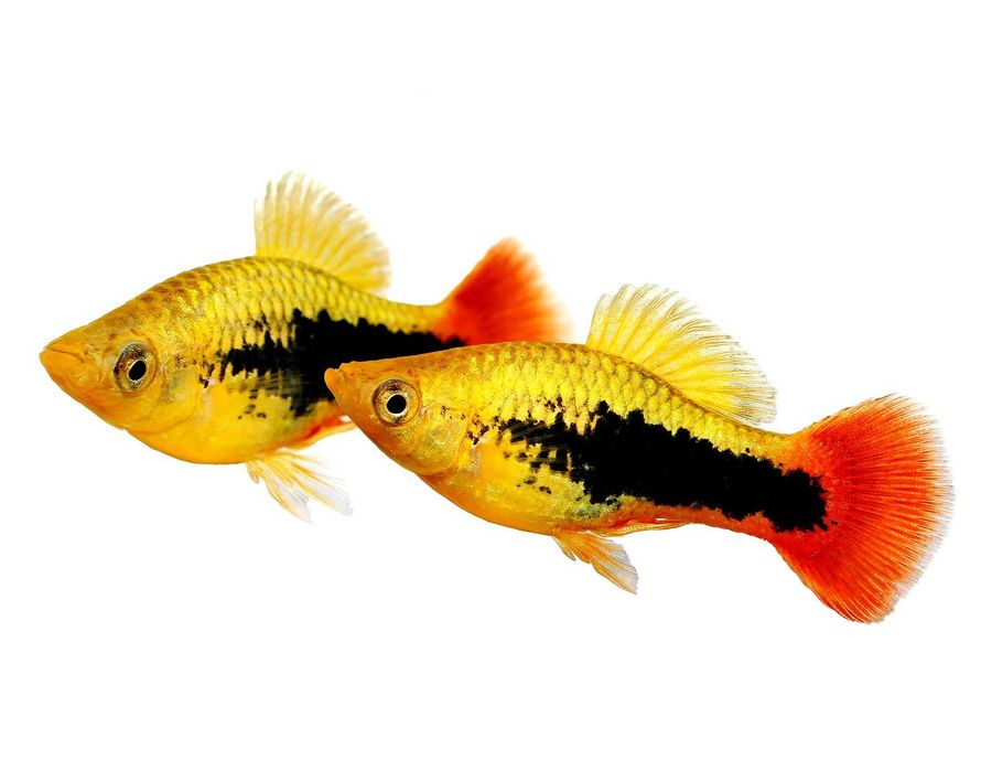 Platka - Hawaii Variatus Platy - polski hodowca. Skarżysko-Kamienna ...