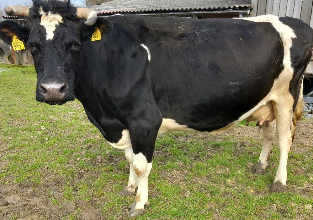 Krowa rasy zachowawczej ZB - Polska czarno - biała z dotacją ARiMR ...