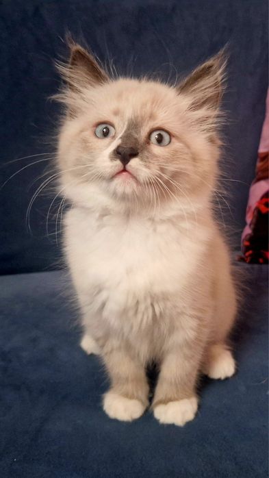 HUGO Kocurek syberyjski Neva Masquerade JUŻ DO ODBIORU! Gdańsk Aniołki ...