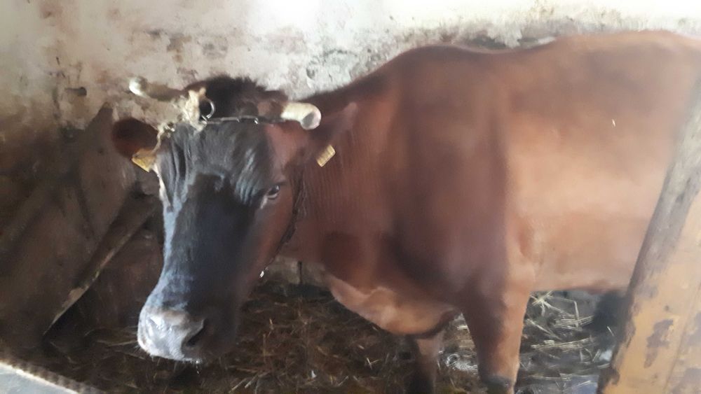 Sprzedam krowe po wycieleniu rasa polska Dylągowa • OLX.pl