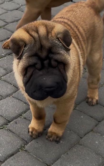 Shar Pei Związek Kynologiczny w Polsce FCI Polska Nowa Wieś • OLX.pl