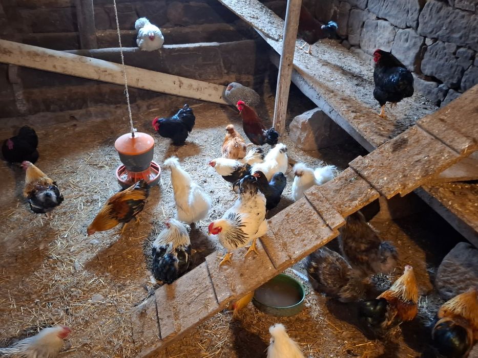 Kaczory kaczki perliki króliki gołębie kogutki ozdobne Golińsk • OLX.pl