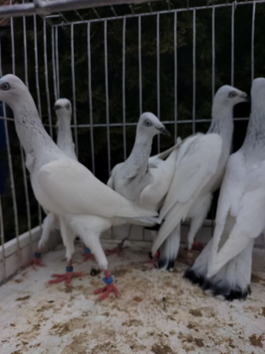 golebie ozdobne srebrniaki - ptaki na sprzedaż, do adopcji | OLX Zwierzęta