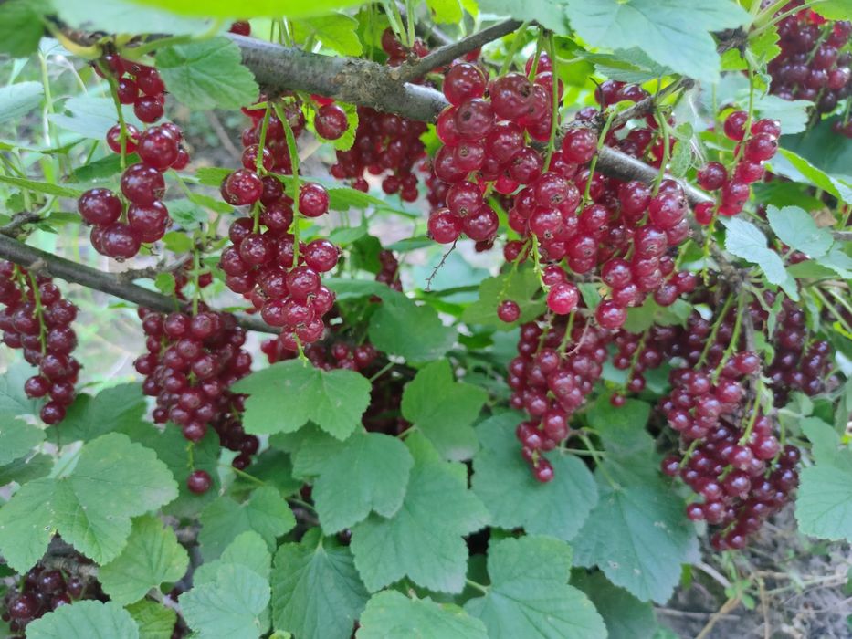 Продаж саджанців червоної смородини (порічка): 25 грн. - Сад / огород ...