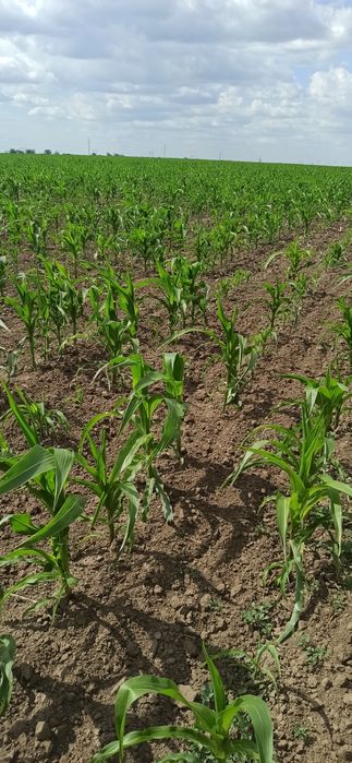 Семена Насіння овочевих овощных культур оптом и в розницу: 90 грн ...