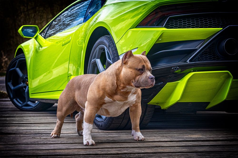American Bully , przepiękna suczka po Championie ABKC, KOPIA OJCA Toruń ...