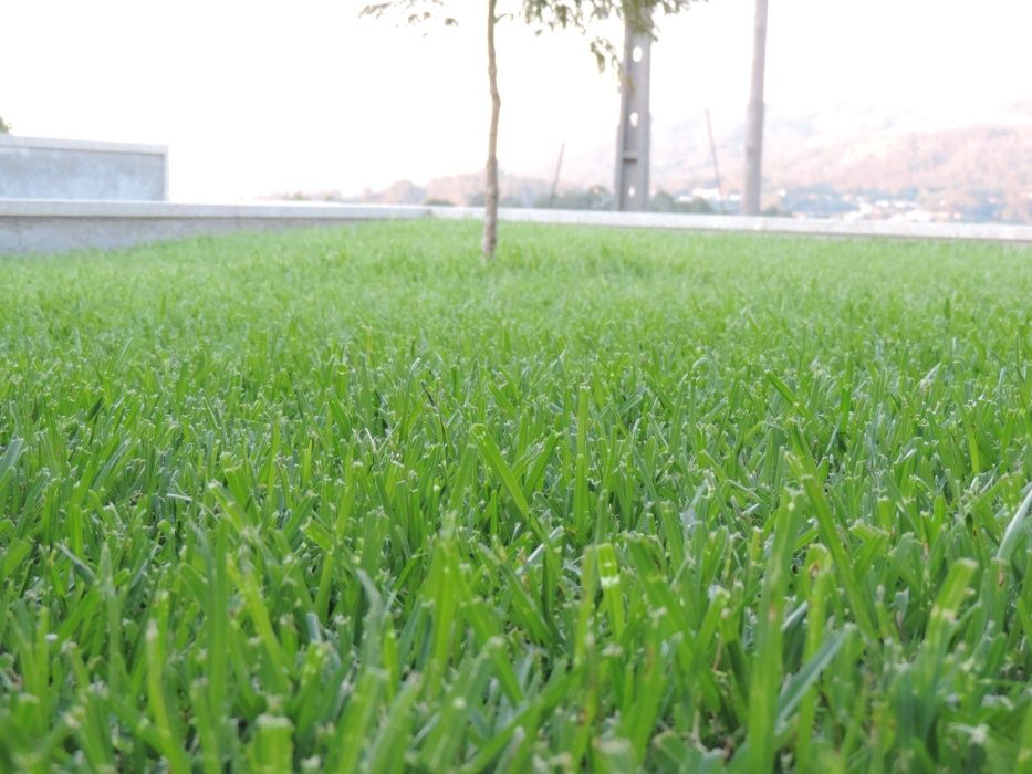 Relva escalracho possibilidade entrega ou envio Navió E Vitorino Dos ...