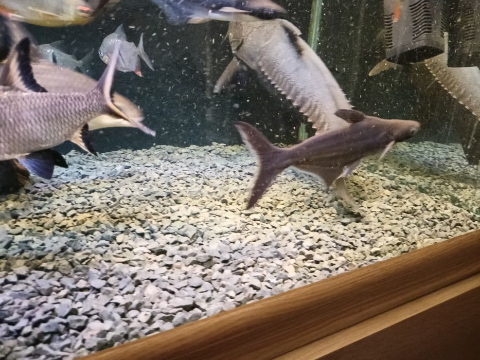 Sum rekini rybka panga Kraków Podgórze Duchackie • OLX.pl