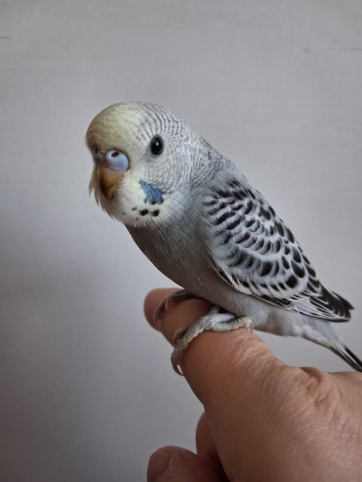 Młoda samica papuga falista domowa hodowla - pięknie ubarwiona Poznań ...