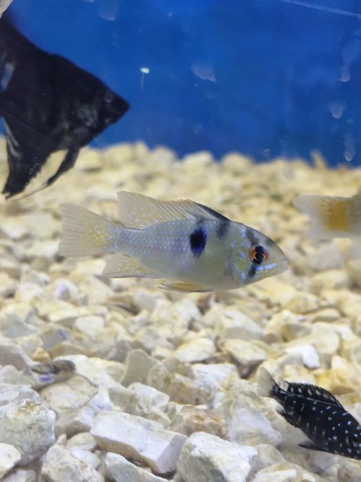 Ramirezi German azul 3 cm Nogueira E Silva Escura • OLX.pt