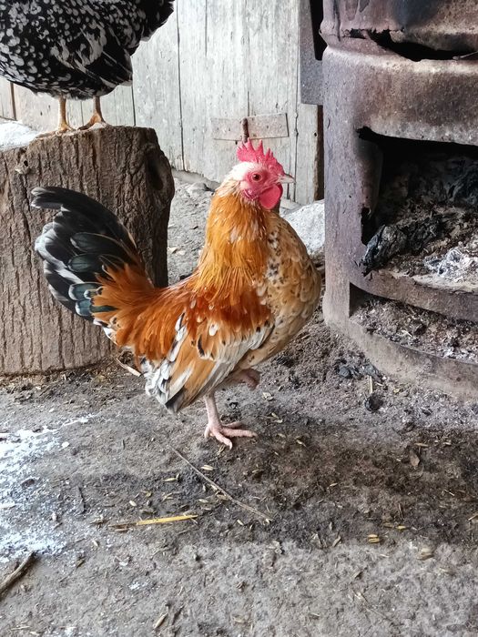Liliputki para 25r Gaboń • OLX.pl