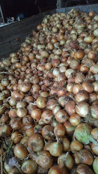 Cebula czosnek zimowy Ulesie • OLX.pl