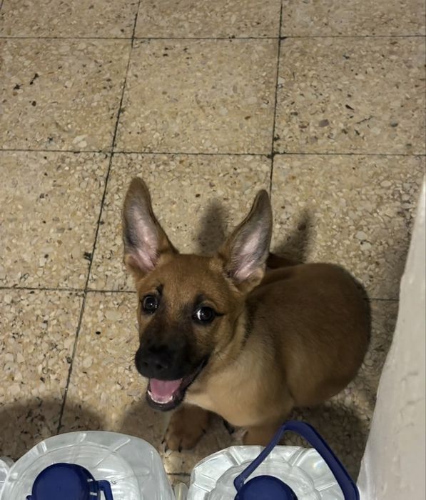 Dou cadelinha 5 meses Lumiar • OLX.pt