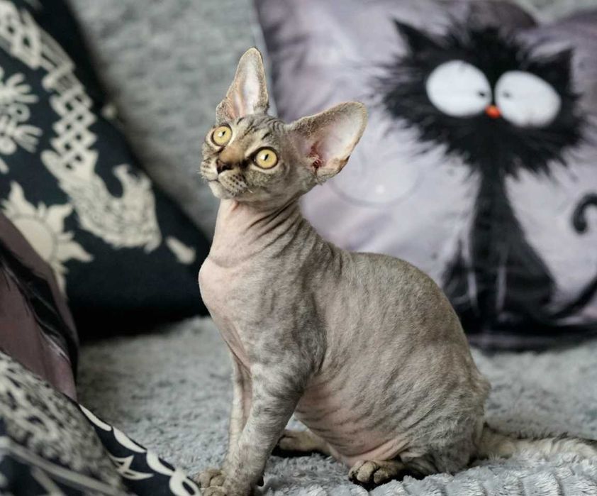 Hades kocur devon rex po kastracji Bolesławiec • OLX.pl