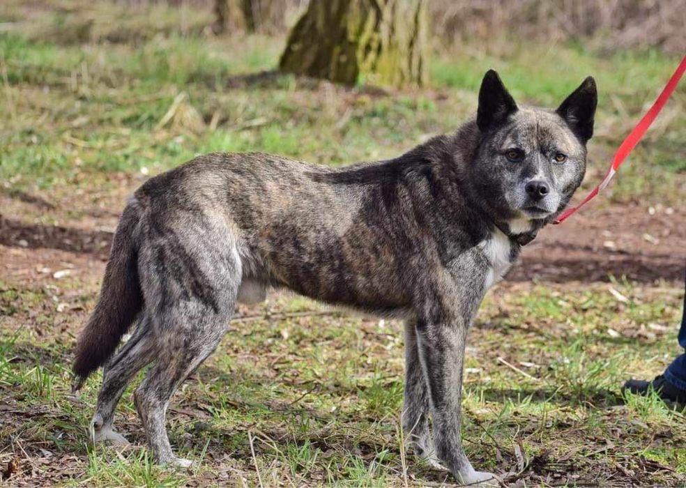 Akaj - dalej czeka na wymarzony dom! Bydgoszcz • OLX.pl