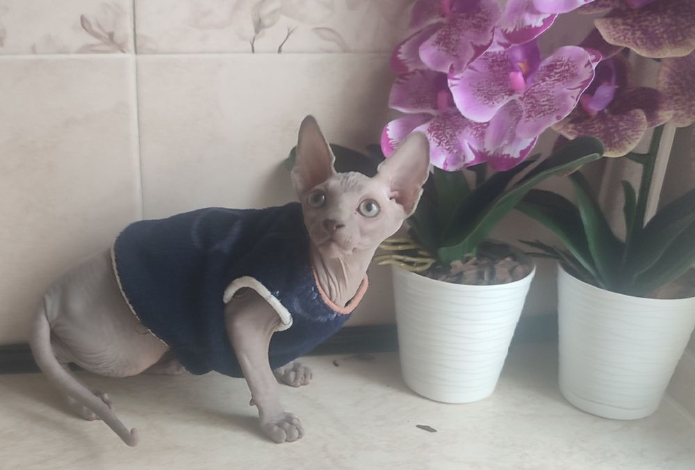 Сфинкс котенок мальчик: 8 000 грн. - Коти Одеса на Olx