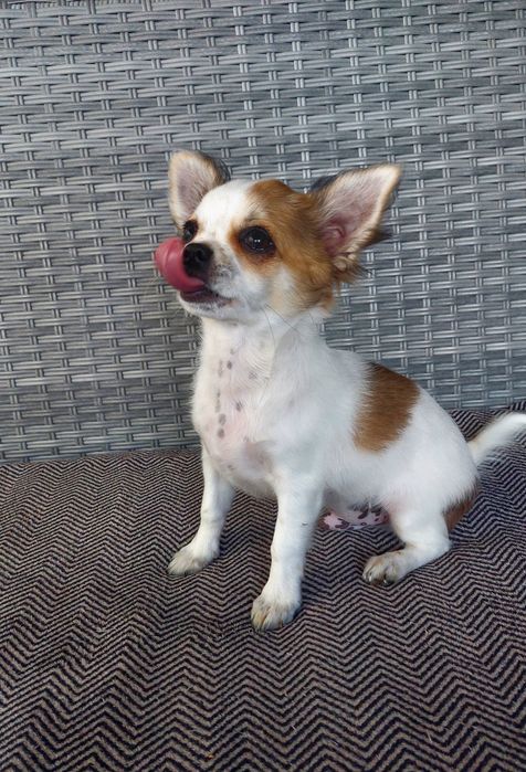 Chihuahua długowłosy chłopiec FCI Warszawa Bielany • OLX.pl