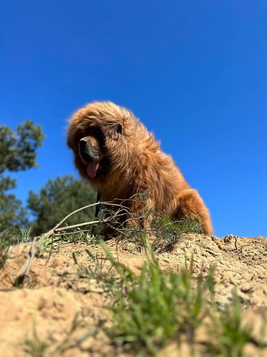 Mastif tybetański Zkwp Fci. Dostępny piesek Lasoty • OLX.pl