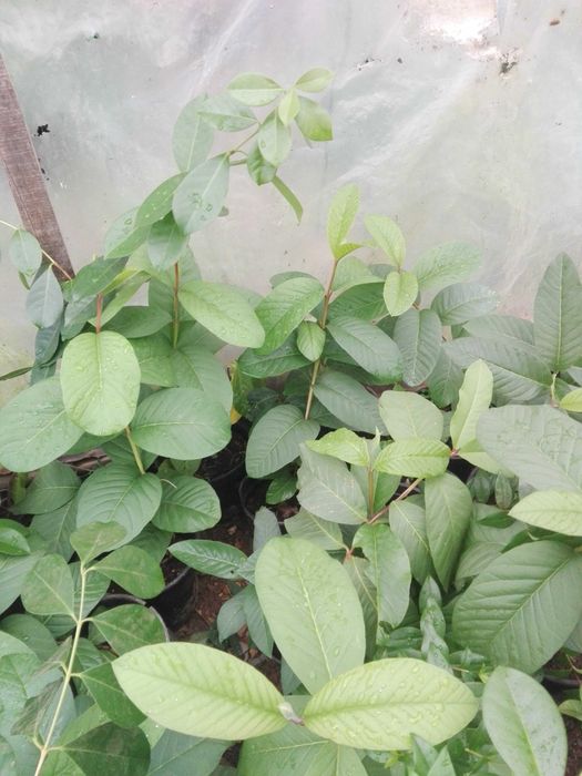 Goiaba pêra rosa de angola com 2/3 anos Valongo do Vouga • OLX Portugal