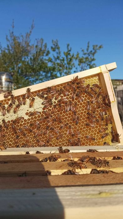 Matki pszczele Buckfast i Krainka unasiennione naturalnie Lipsko • OLX.pl