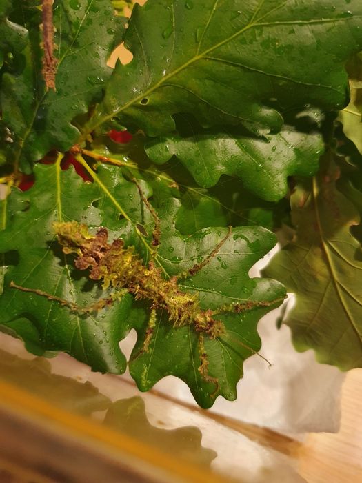Taraxippus Samarae A New Species, Taraxippus Samarae "Siquirres" | By