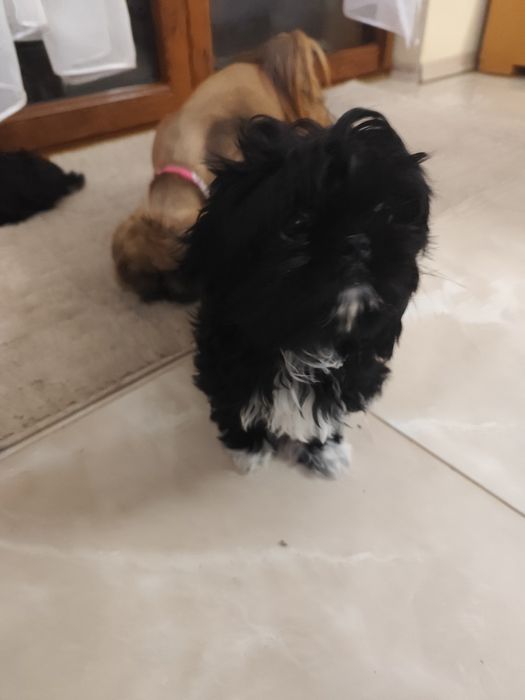 Shih tzu piekna i radosna rodowód zapraszam Okazja Chorzów • OLX.pl