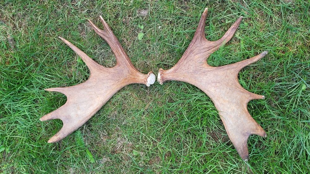 SKUP POROZA jelenia łosia renifer koziołki trofea KOLEKCJE MYŚLIWSKIE ...