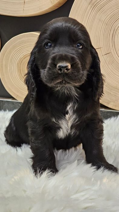 Cocker Spaniel - psy rasowe na sprzedaż, do adopcji | OLX Zwierzęta