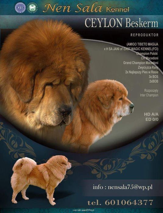 Nerwa mastif tybetański szczenię FCI Cekcynek • OLX.pl