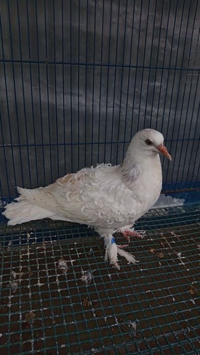 Gołębie loczki młoe Bochnia • OLX.pl