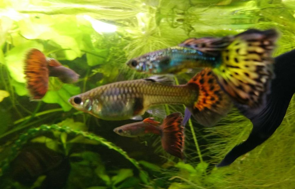 Gupik pawie oczko - narybek, rybki do akwarium Chełm • OLX.pl