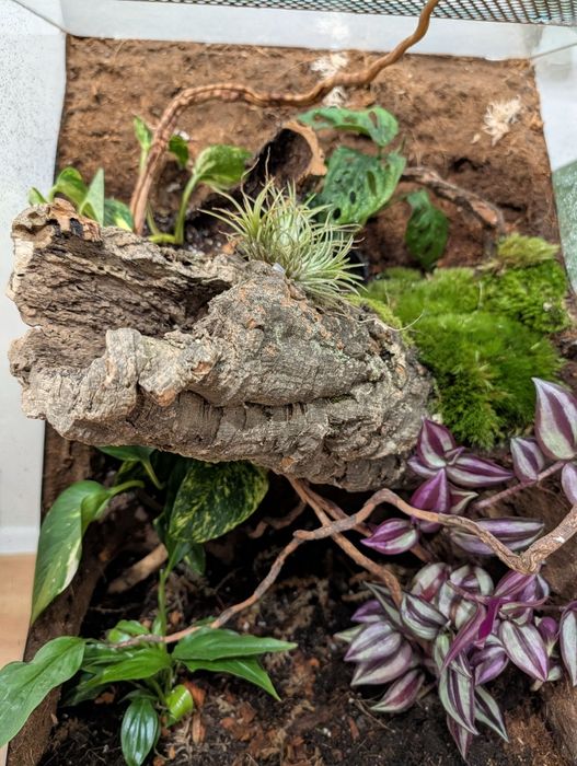 Terraria na zamówienie TERRARIUM Toruń Geckonowe Love Toruń • OLX.pl