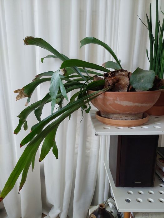 Łosie Rogi / Platycerium Wrocław Śródmieście • OLX.pl