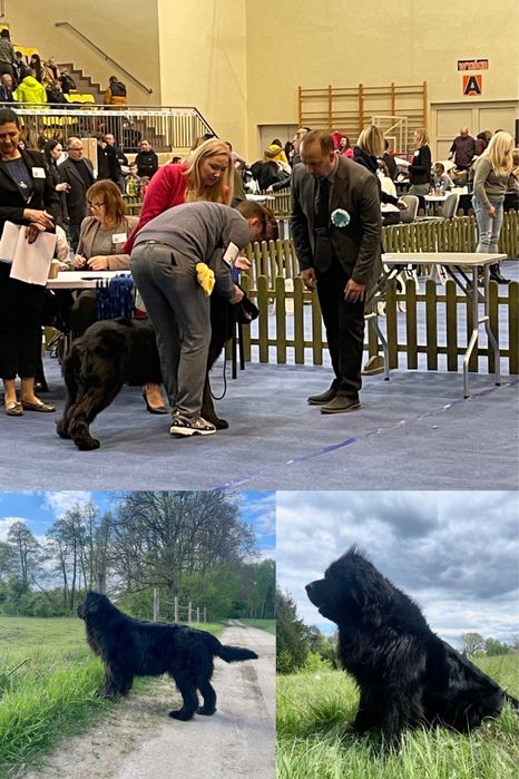 Nowofunland ZKwP FCI suka/zapowiedź miotu Skierniewice • OLX.pl