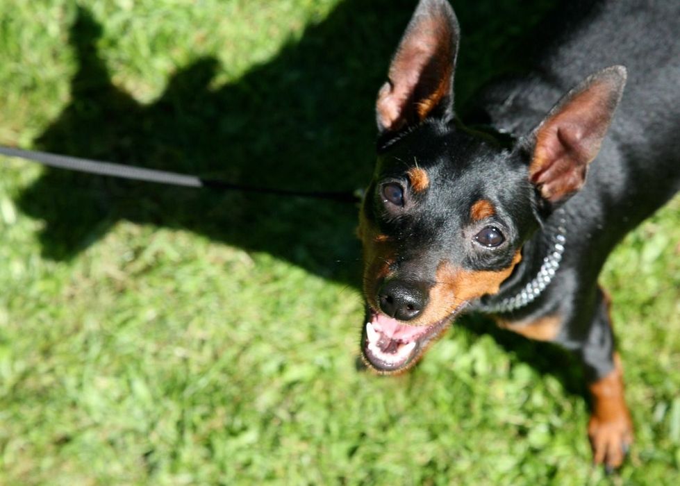 Pinczer miniaturowy Ratlerek Sarenka suczka i piesek czarno podpalany ...