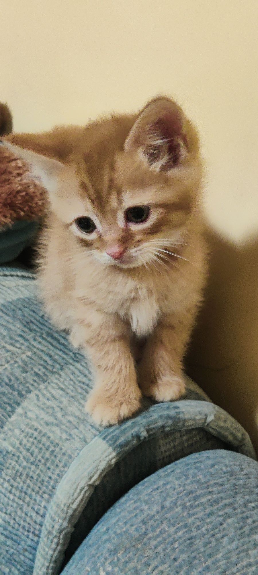 Продам британских, шотландские кошинят/ котята: 100 грн. - Коти Бровари ...