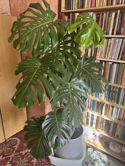 Монстера с большими листьями: 3 300 грн. - Кімнатні рослини Донецьк на Olx