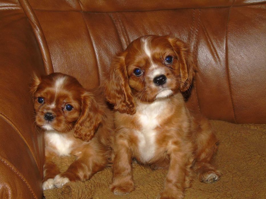 Cavalier King Charles Spaniel chłopiec Żychlin • OLX.pl
