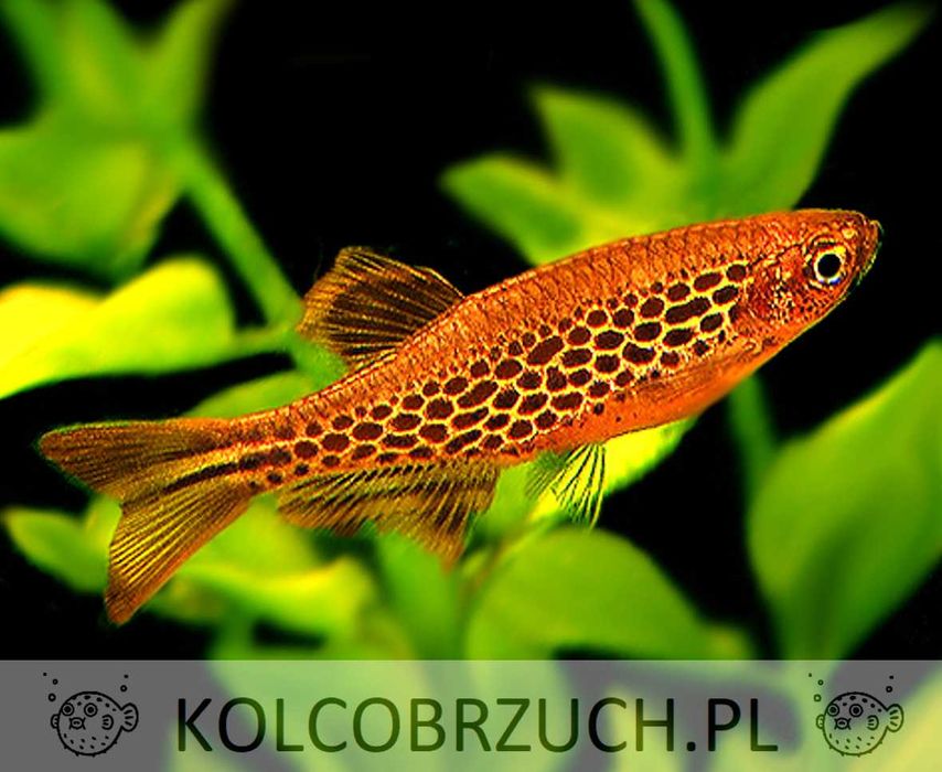 Danio birmański - Danio kyathit - dowozimy, wysyłamy Bytów • OLX.pl