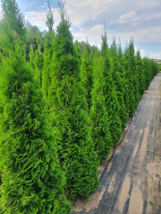 Thuja smaragd tuja szmaragd 150-200 cm, transport Tarnowskie Góry • OLX.pl