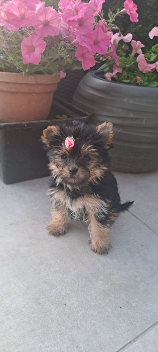 Yorkshire Terrier York Miniaturka Piękna Suczka Szczecinek • OLX.pl