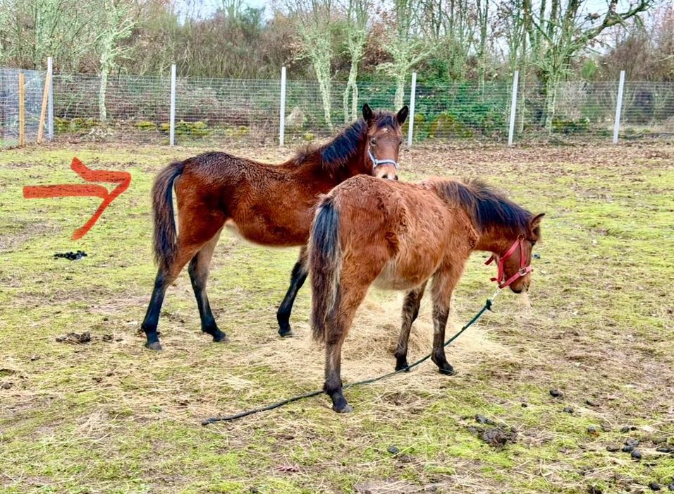 Poldra Garrana Pura e Registada na ACERG Guarda • OLX.pt