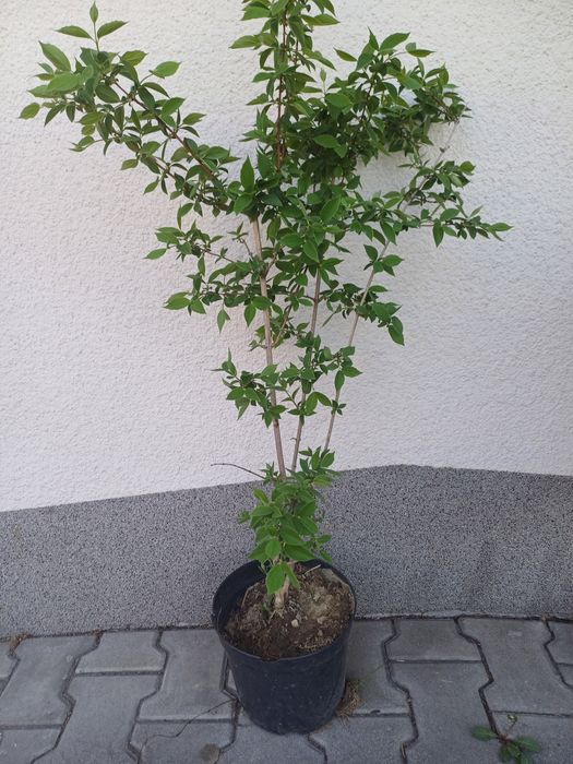 Jasminowiec wonny Inwałd • OLX.pl