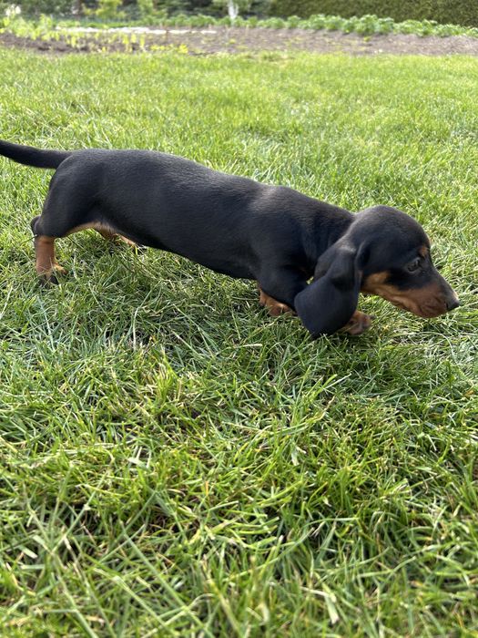 Jamnik miniaturowy/króliczy Żnin • OLX.pl