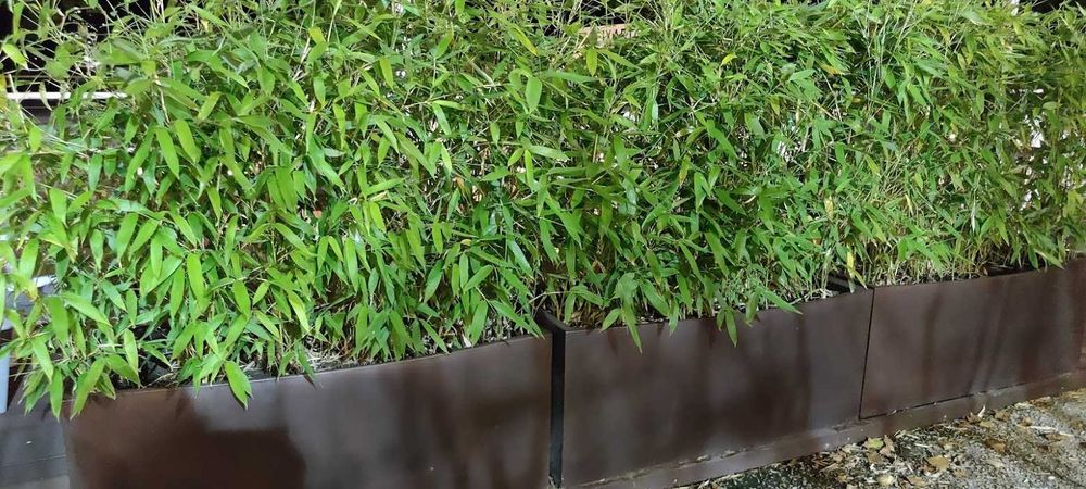 Bambu em rizoma, torrão ou vaso. Mafra • OLX Portugal