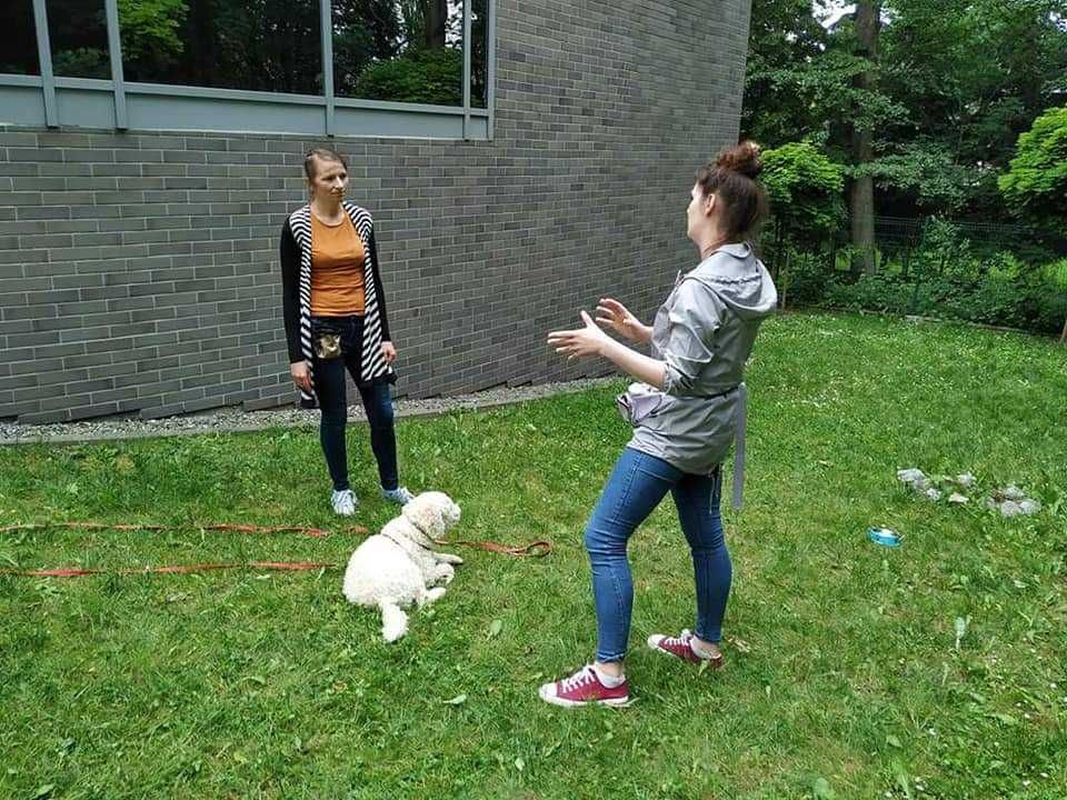 Szkolenie psów, behawiorysta, trener psów, opieka, zoopsycholog ... Szkolenie psów, behawiorysta, trener psów, opieka, zoopsycholog ...