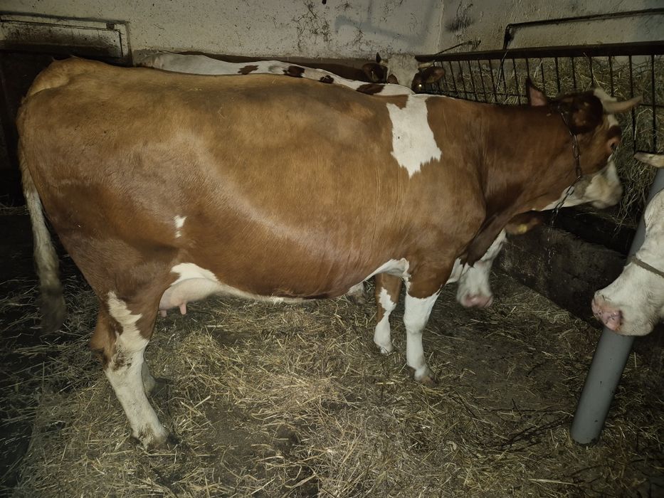 Krowa Simental wysokocielna Grodzisko • OLX.pl