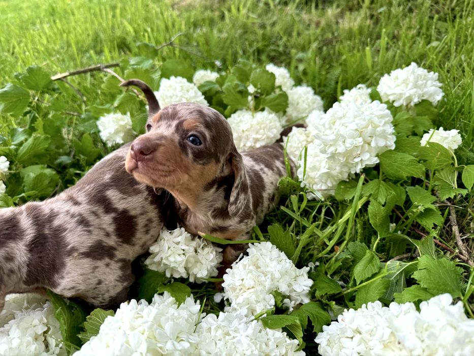 Jamnik merle - szczeniak