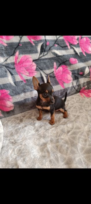 Ratlerek pinczerek miniaturka Zduńska Wola • OLX.pl